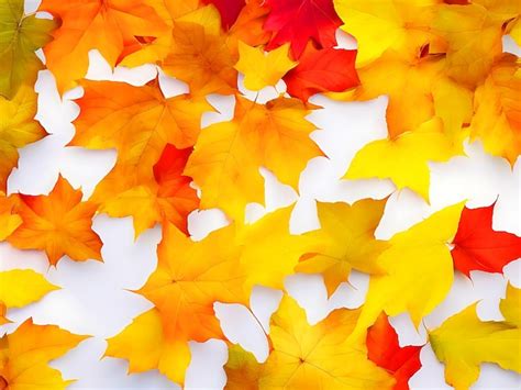 Premium Photo Frame From Autum Colored Fall Leaves In The Wind Overlay Texture With Copy Space