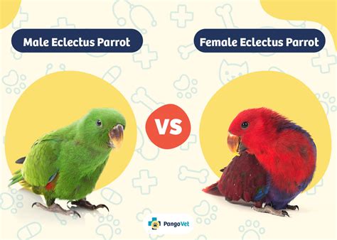 Male Vs Female Eclectus Parrot Main Differences With Pictures PangoVet