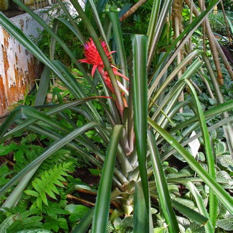 Pineapple Ananas Comosus Plant Care And How To Grow Water