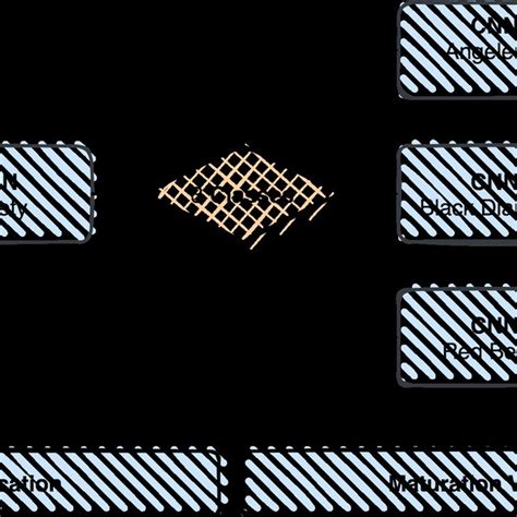 Plum Variety And Ripening Classification System Sketch With Two Stages