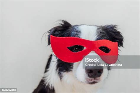 흰색 배경에 고립 된 슈퍼 히어로 의상에 귀여운 개 국경 콜리의 재미있는 초상화 카니발이나 할로윈에 빨간 슈퍼 영웅 마스크를 착용 강아지 정의는 개념을 교제하는 데 도움이