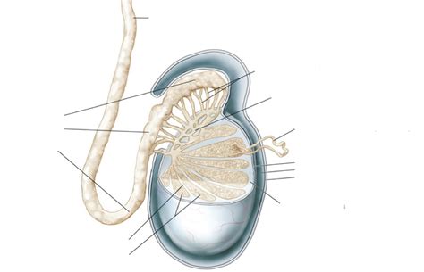 Testes Diagram Quizlet