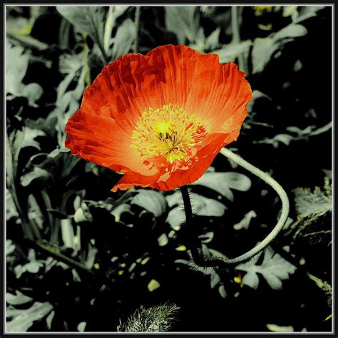 Amapola Foto & Bild | macro , nature, dokumentation Bilder auf ...