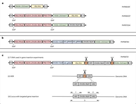Schematic Depiction Of T Dna Constructs Used In Agrobacterium Mediated