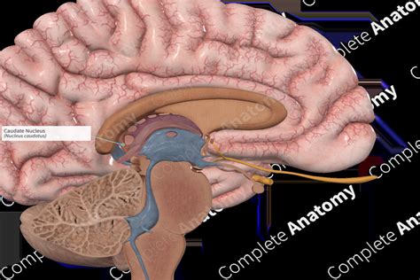 Caudate Nucleus Complete Anatomy