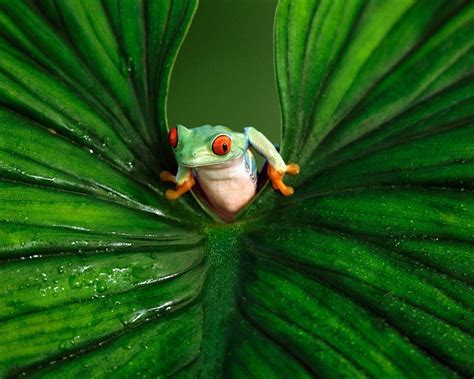 Tree Frog Wallpapers Wallpaper Cave Tree Frog Wallpapers Wallpaper Cave