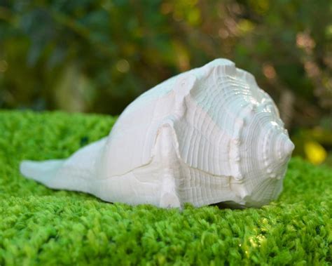 Buy Abhimantrit Dakshinavarti Shankh 6inch ~ Non Blowable Original