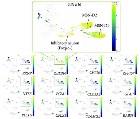 Dna Methylation Analysis With The Resolution Of Single Cell Via Brain Download Scientific