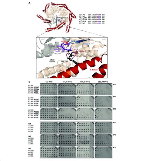 The Conserved Intersubunit Residue A328 Controls Clpb Activity A