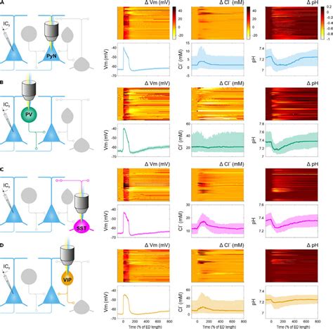 neuronal subtypes exhibit distinct chloride and ph dynamics during an