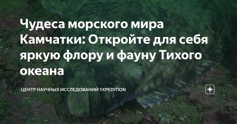 Чудеса морского мира Камчатки Откройте для себя яркую флору и фауну Тихого океана Центр
