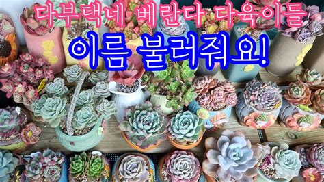 다부댁네 베란다 다육이들 츨석불러줘요 레드벨벳 손들어 Youtube
