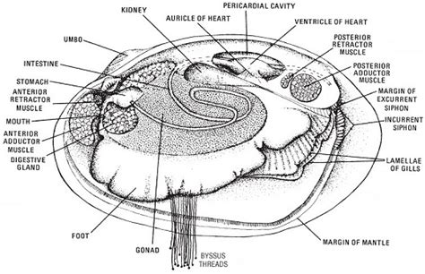 The Internal Features Of A Bivalve Clam Left Valve