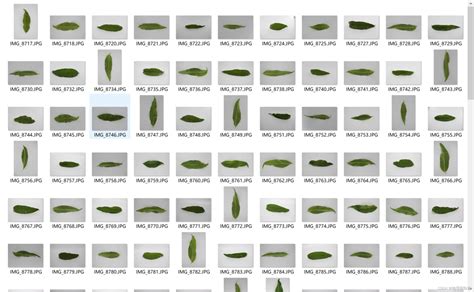 深度学习数据集水果数据集大合集 哔哩哔哩
