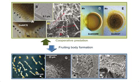 Myxococcus Xanthus Multicellular Behaviors A M Xanthus Dk1622