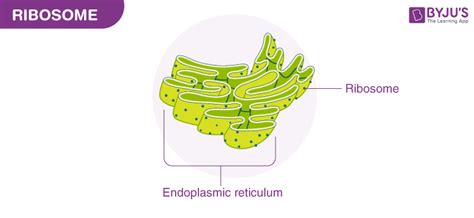 Ribosomes Location Ribosome Profiling A Powerful Tool In Oncological