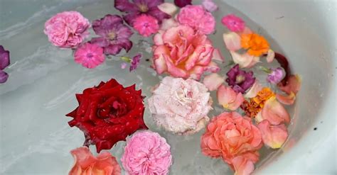 실내 꽃 꽃 목욕 꽃꽂이 꽃잎 낭만적인 떠 있는 떠다니는 꽃잎 맑은 물 목욕 몸을 담그는 물 물 반사 배경 부케 분홍색 꽃 붉은 장미 생화