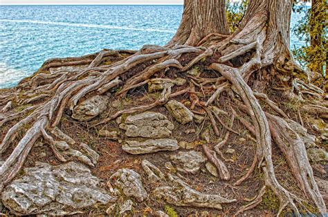 10 Wonderful Images And Ideas About The Roots Of Beauty Now Beautifulnow