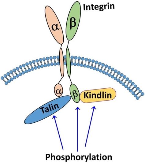 Phosphorylation Of Kindlins And The Control Of Integrin Function