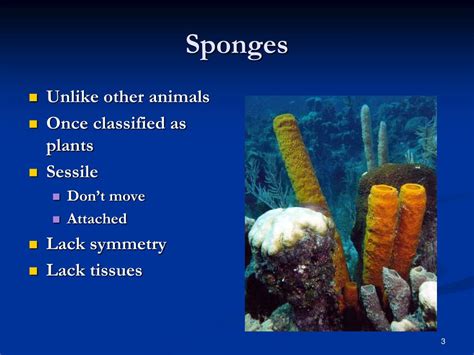 Ppt Simple Invertebrates Sponges Cnidarians Flatworms Roundworms Powerpoint Presentation