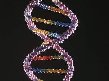 What Is The Sequence Of Bases On The Complementary DNA Strand Sciencing