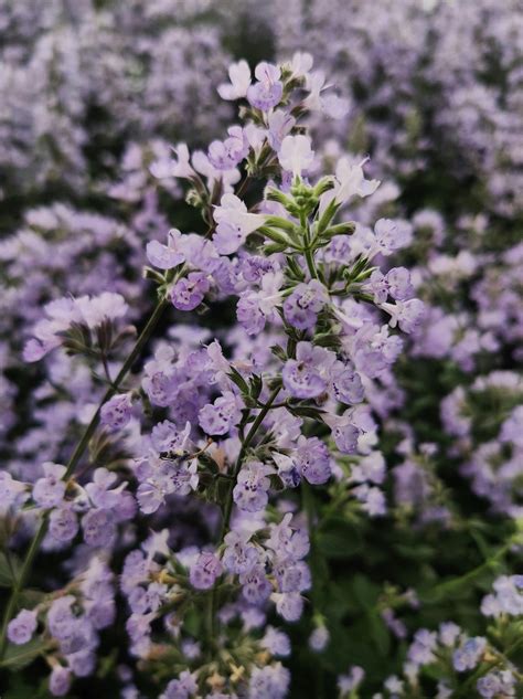 How To Make Catnip Tea 5 Different Ways Zhi Herbals