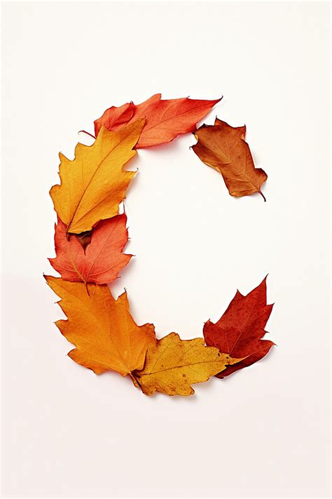 가을 단풍 편지 C 배경 배경 화면 및 일러스트 무료 다운로드 Pngtree
