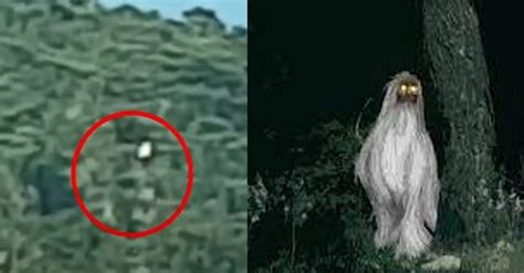 “인간의 속도가 아니다” 부산에서 난리난 ‘흰색 털 괴생명체 목격담 충격 내용 사진 포스트쉐어