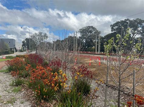 Council To Fork Out More To Save Trees Your Local Examiner