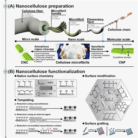 Nanocellulose Preparation And Functionalization A The Hierarchical Download Scientific