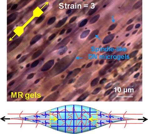 High Fracture Efficiency And Stress Concentration Phenomenon For Microgel Reinforced Hydrogels