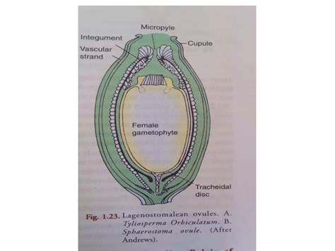 Structure And Evolution Of Female Gametophyteof Gymnosperms Pptx