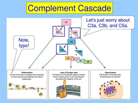 Ppt Chapter 15 The Innate Immune Response Powerpoint Presentation