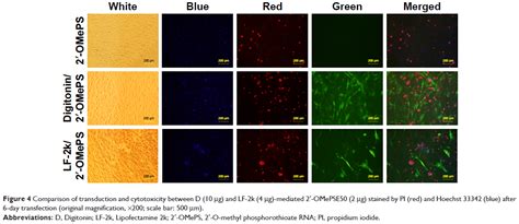 Saponins Enhance Exon Skipping Of 2′ O Methyl Phosphorothioate O Dddt