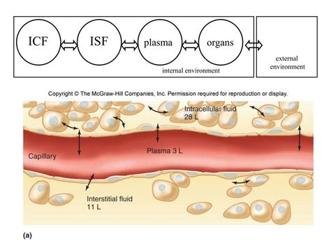 PPT Anatomy Physiology Lecture 1 Introduction PowerPoint