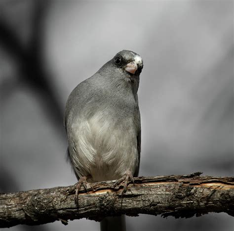 Leucistic Dark Eyed Junco Photograph By Selena Ross Pixels
