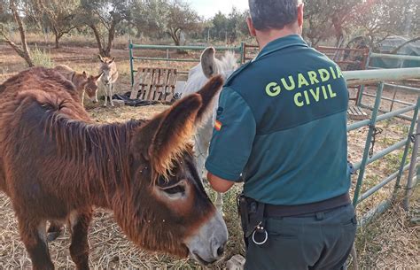 La puesta en marcha de la unidad de burros bomberos de Doñana se frena