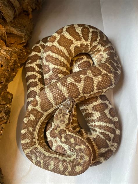 Pair Wheatbelt Stimsons Pythons More Python By Quality Pythons Morphmarket