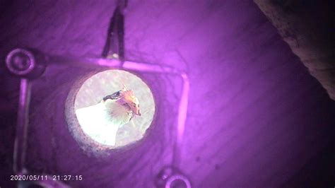 flycatcher detection object detection dataset and pre trained model by