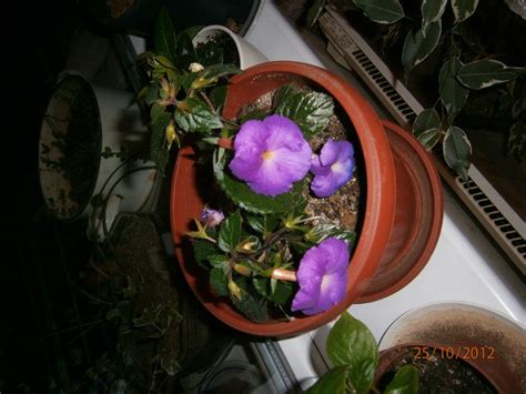 Първи стъпки в отглеждането на цветя