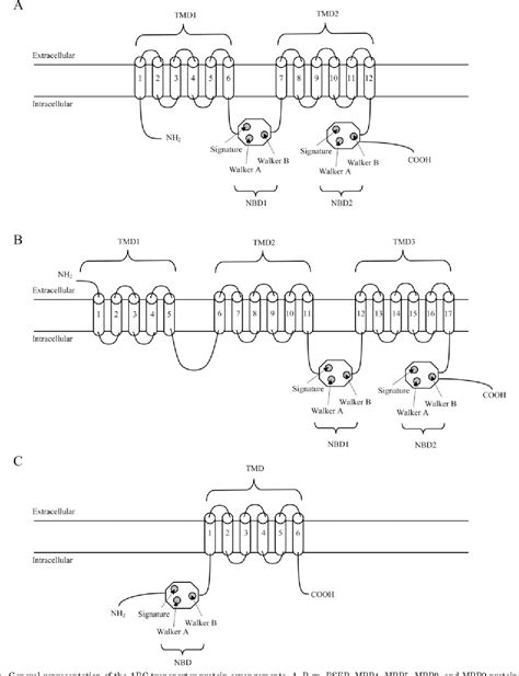 Figure 1 From The Atp Binding Cassette Transporters And Their