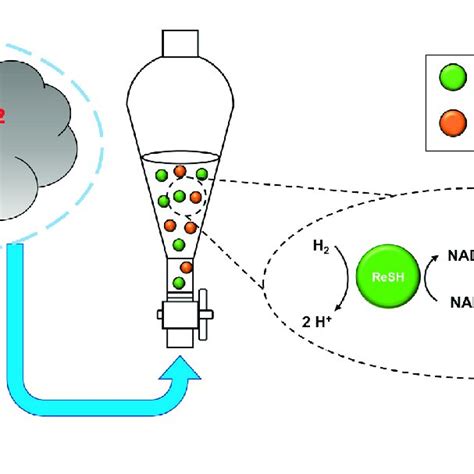 Schematic Showing An Enzymatic Reactor For Flue Gas Conversion The Download Scientific Diagram