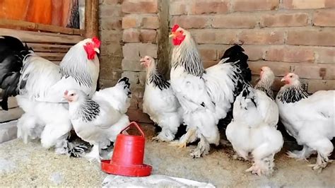 ১০০ কোয়ালিটি সম্পন্ন কলম্বিয়ান লাইভ ব্রাহমা বাচ্চা নিতে যোগাযোগ