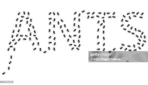 Ants Vector Set High Res Vector Graphic Getty Images
