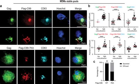 preventing c99 ubiquitination suppresses hiv 1 gag entry into