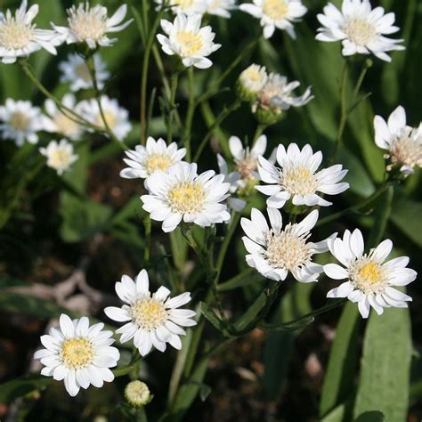 Aster Ptarmicoides Major Sim007085856457313