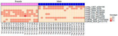 Complex Sex Determination In The Grey Mullet Mugil Cephalus Suggested