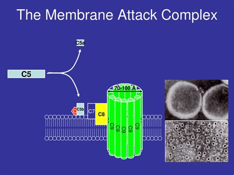 Ppt The Complement System Powerpoint Presentation Free Download Id 9729234