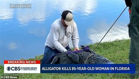 Elderly Woman 85 Is Killed By 10ft Alligator In Florida Hot