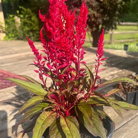 🐉 10 Advantages Of Having A Dragons Breath Celosia
